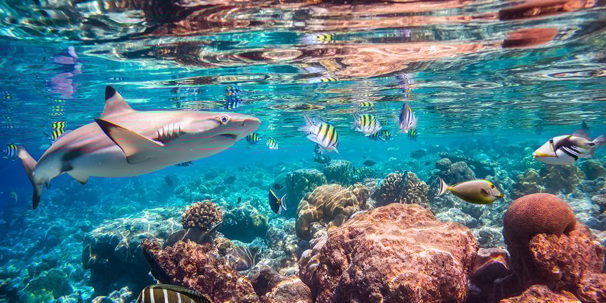 Why is plastic pollution in the ocean problematic for our planet?