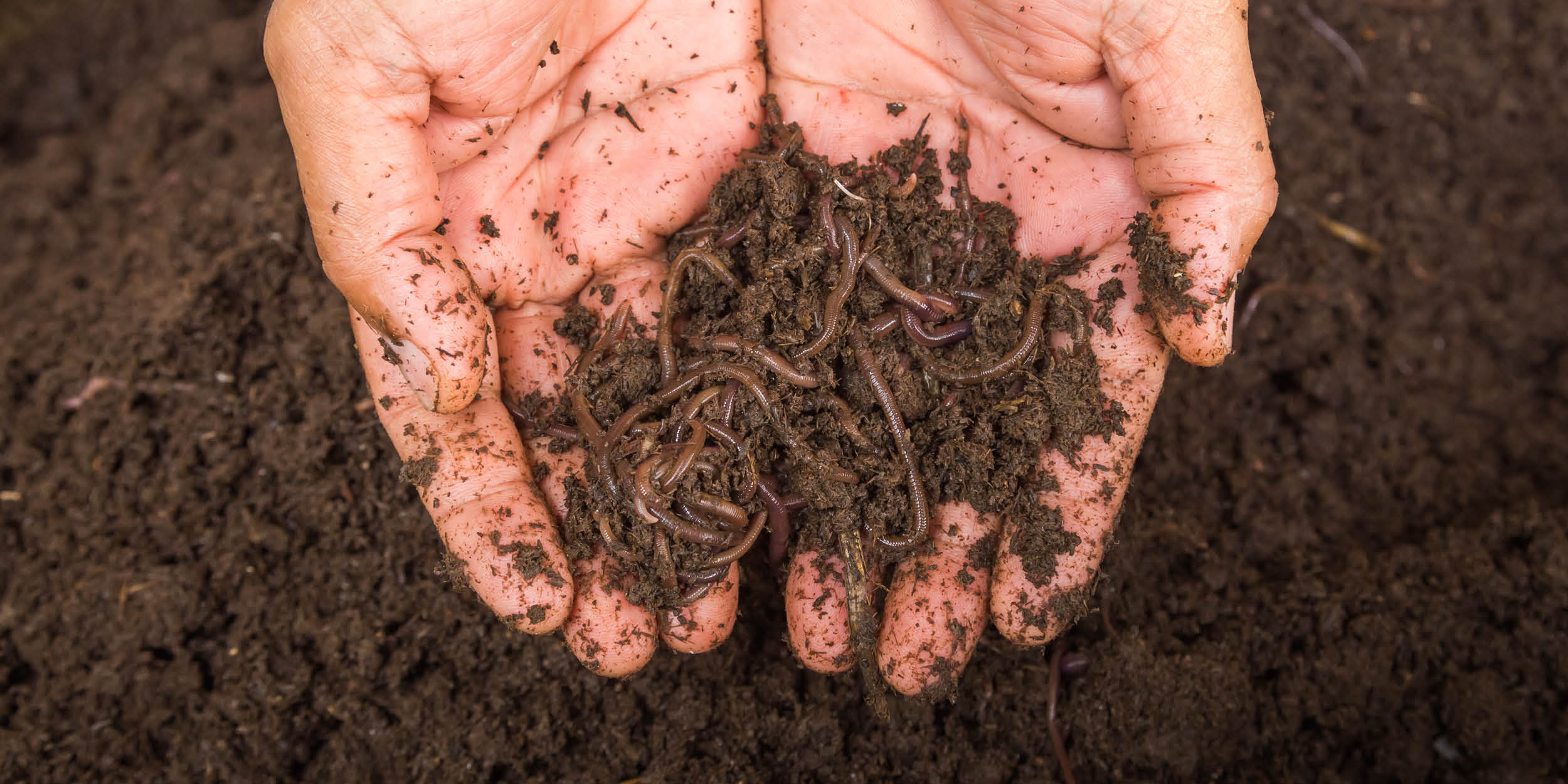 What is vermicomposting?
